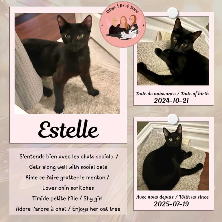 Estelle - A.B.C.'S. Rescue